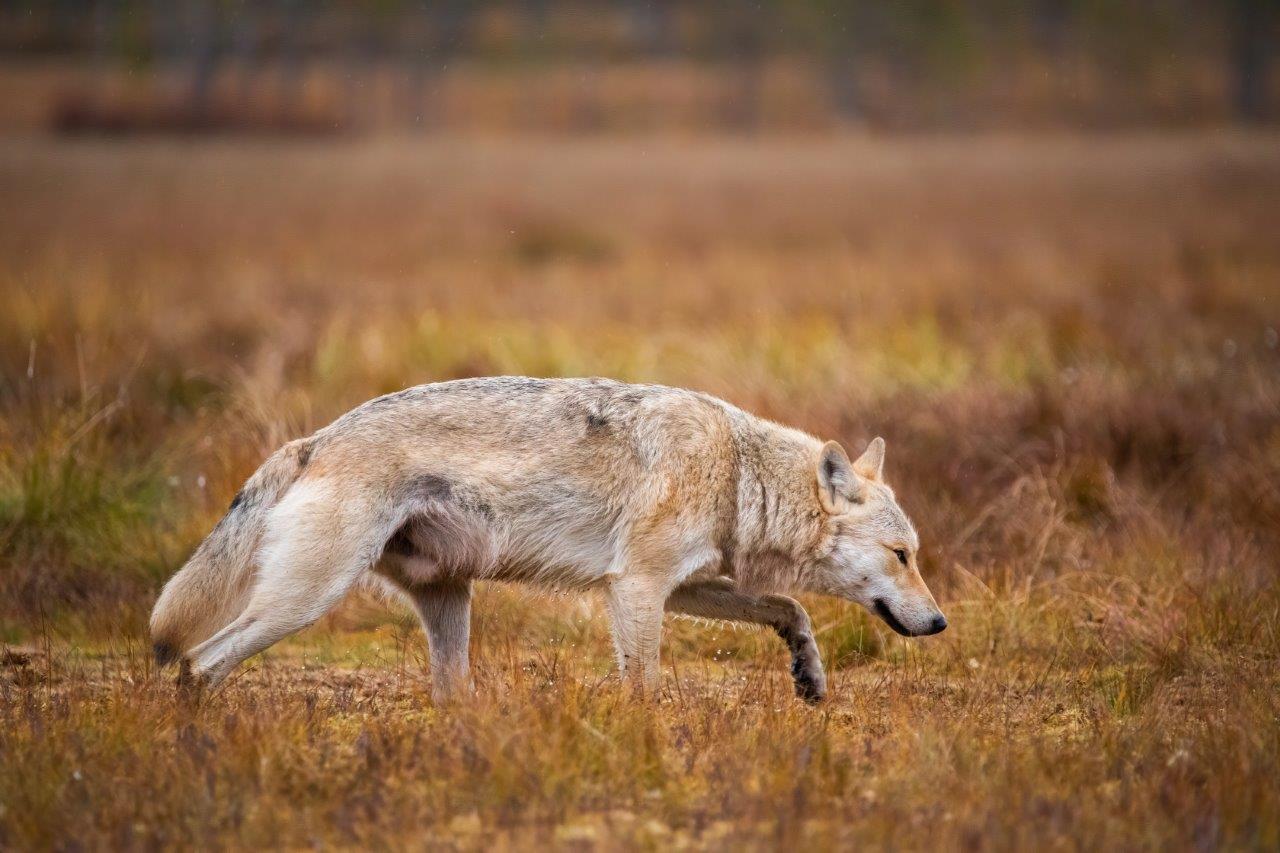 Beskyttet eller jaget? Ulvens fremtid i Danmark og resten af EU er truet | Dyrenes Beskyttelse